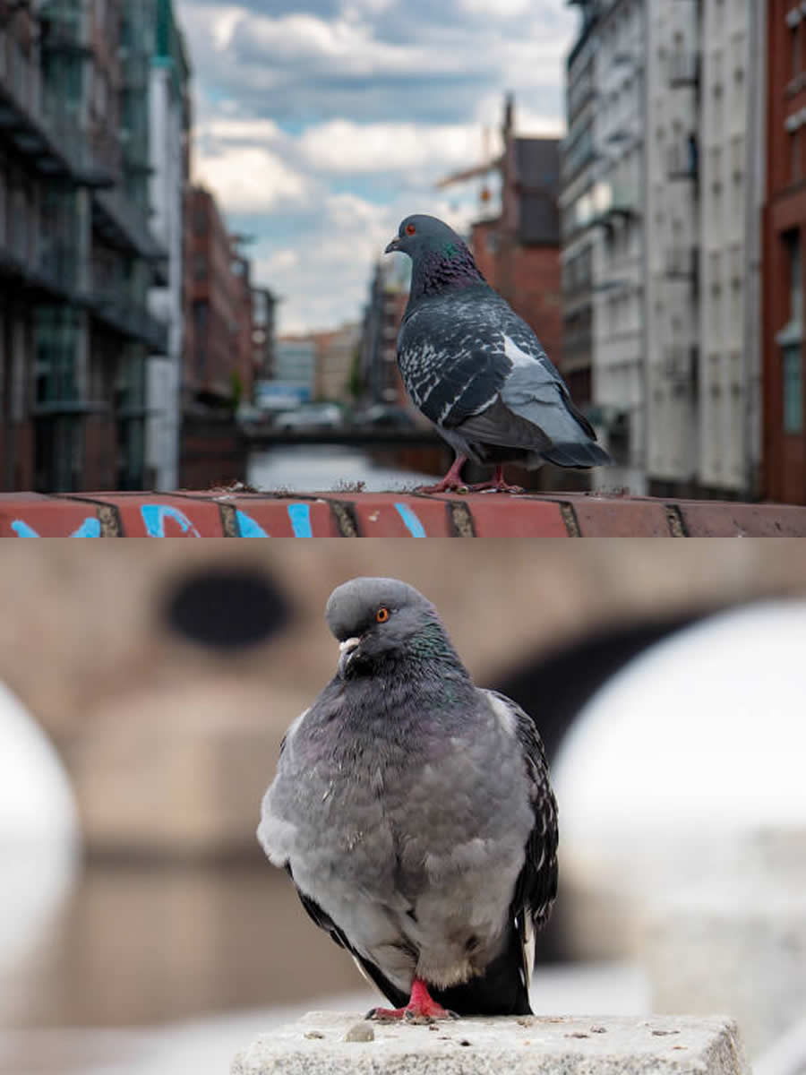 C7. Pigeon Damage Control - Mr. Handyman From Japan